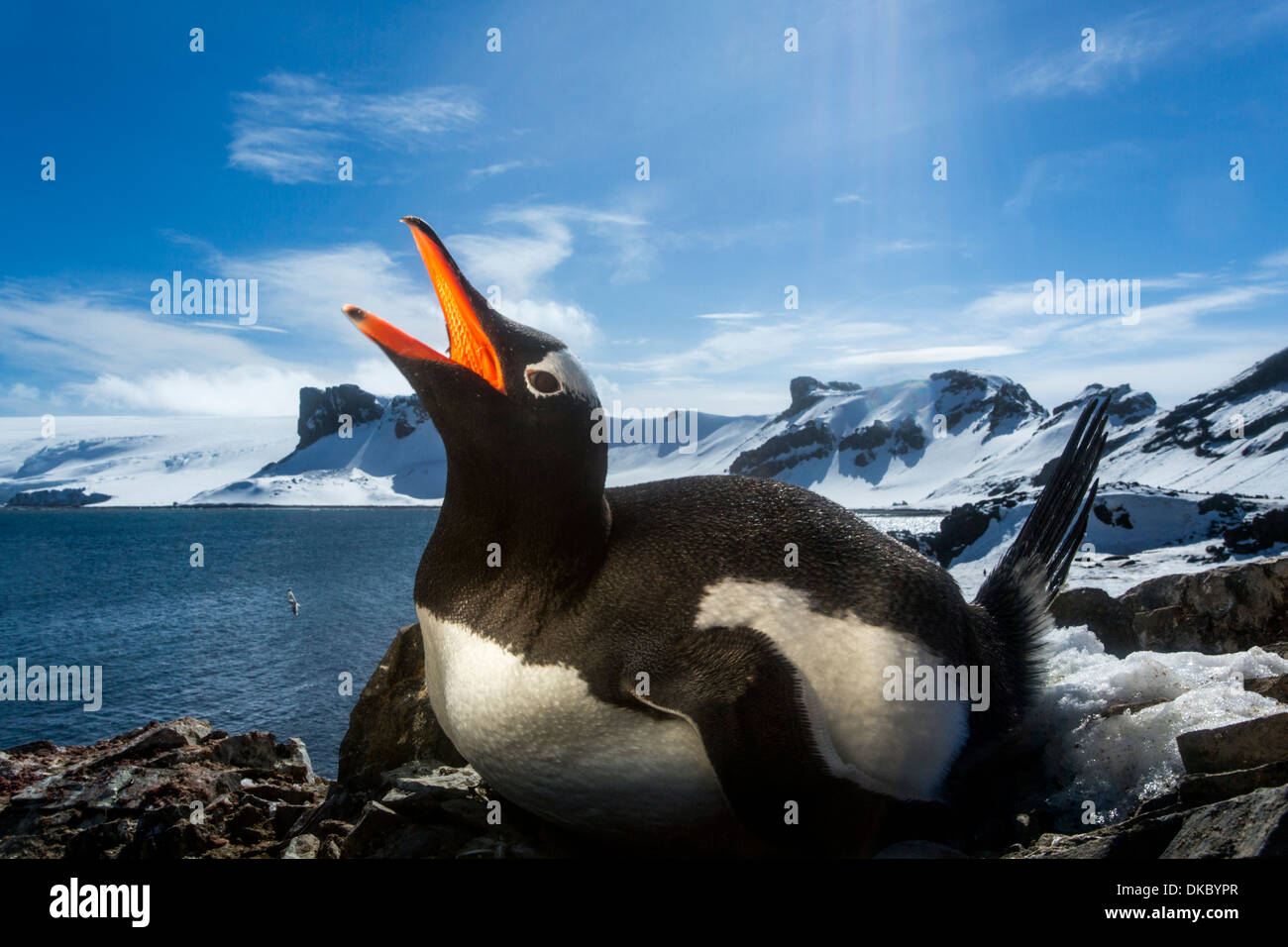 Penguin mouth close up hi-res stock photography and images - Alamy