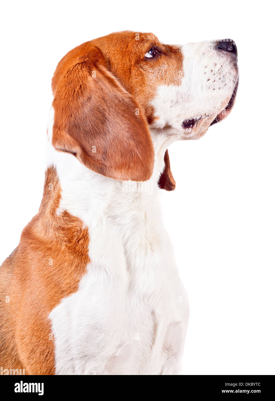 beagle head isolated on white background Stock Photo - Alamy