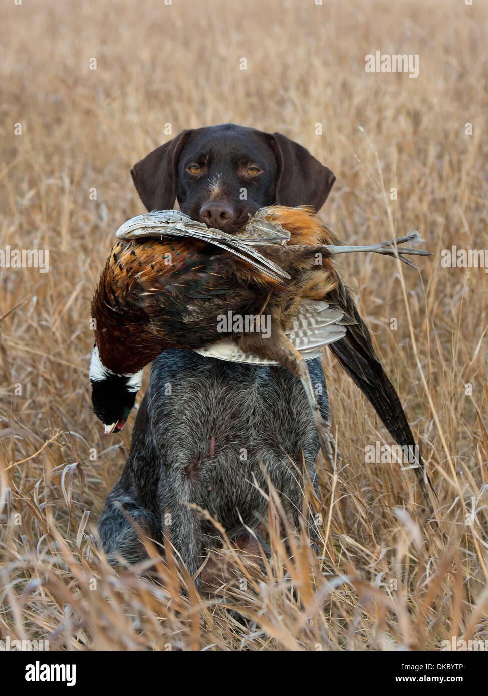 Drahthaar Hunting Dog with a Rooster Pheasant Stock Photo - Alamy