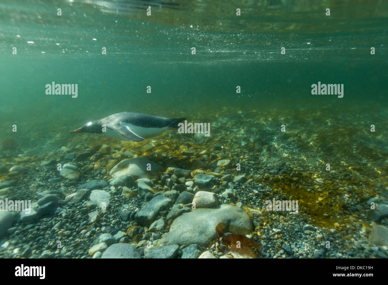 Gentoo penguins swimming hi-res stock photography and images - Alamy