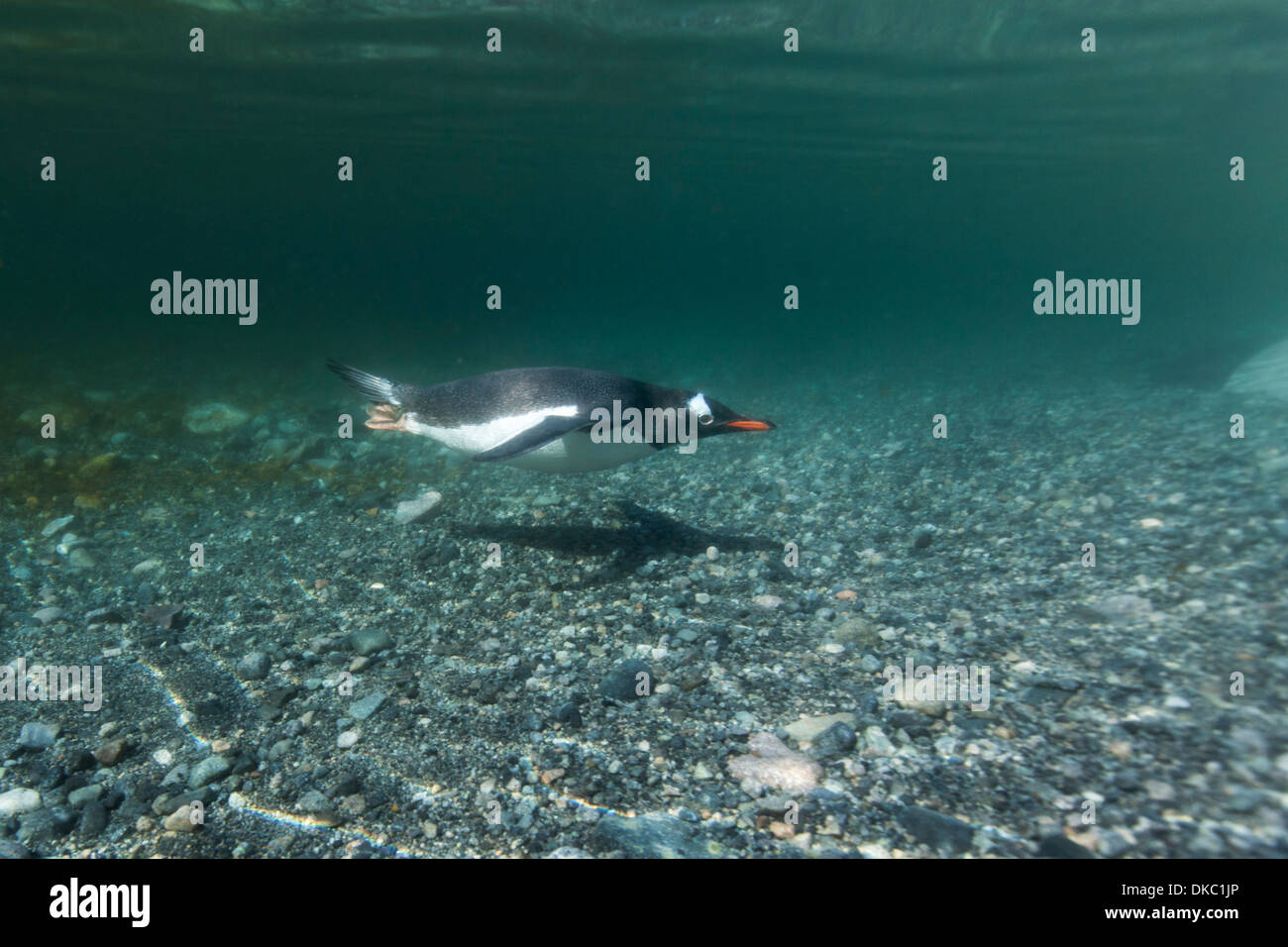 Antarctica penguins underwater hi-res stock photography and images - Alamy