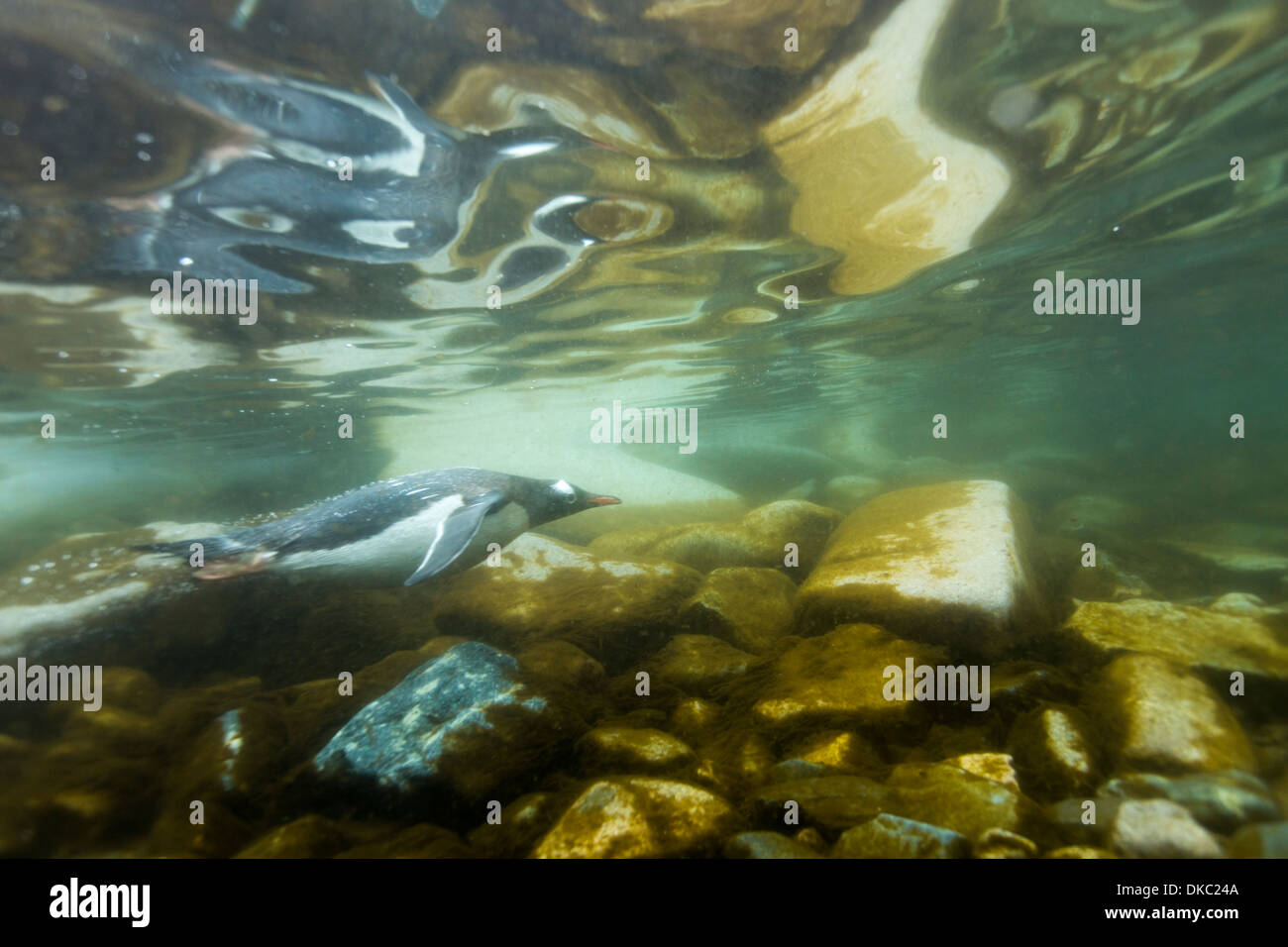 Penguin underwater antarctica hi-res stock photography and images - Alamy