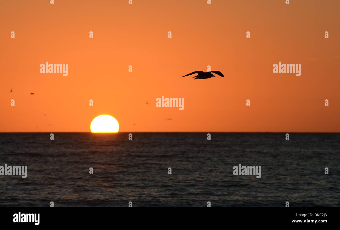Birds on siesta key beach hi-res stock photography and images - Alamy