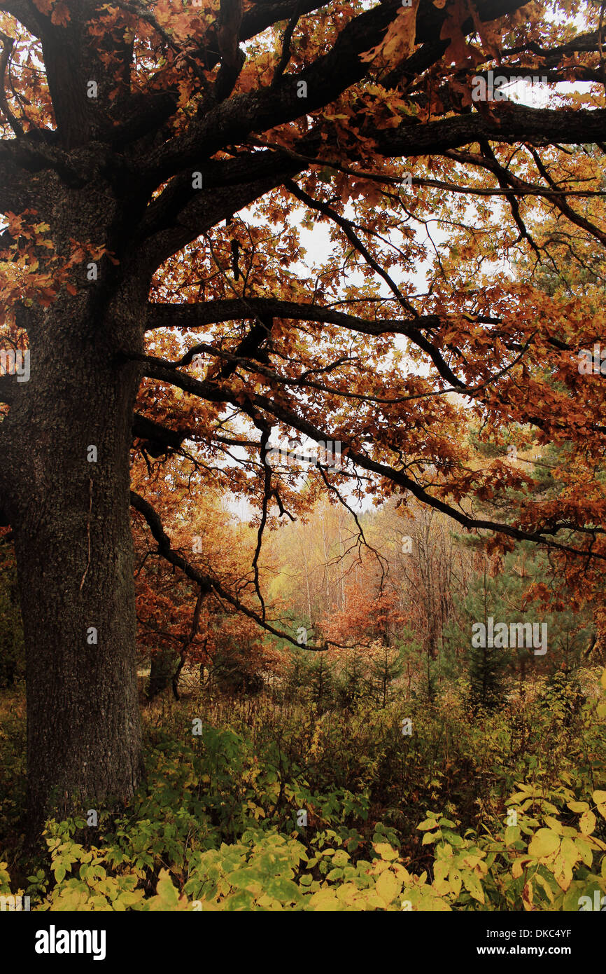 Vintage fall forest hi-res stock photography and images - Alamy