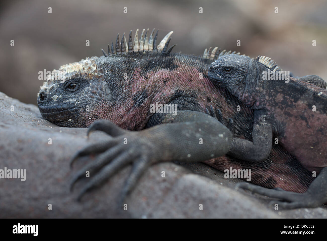 Espanola marine iguana punta suarez hi-res stock photography and images ...