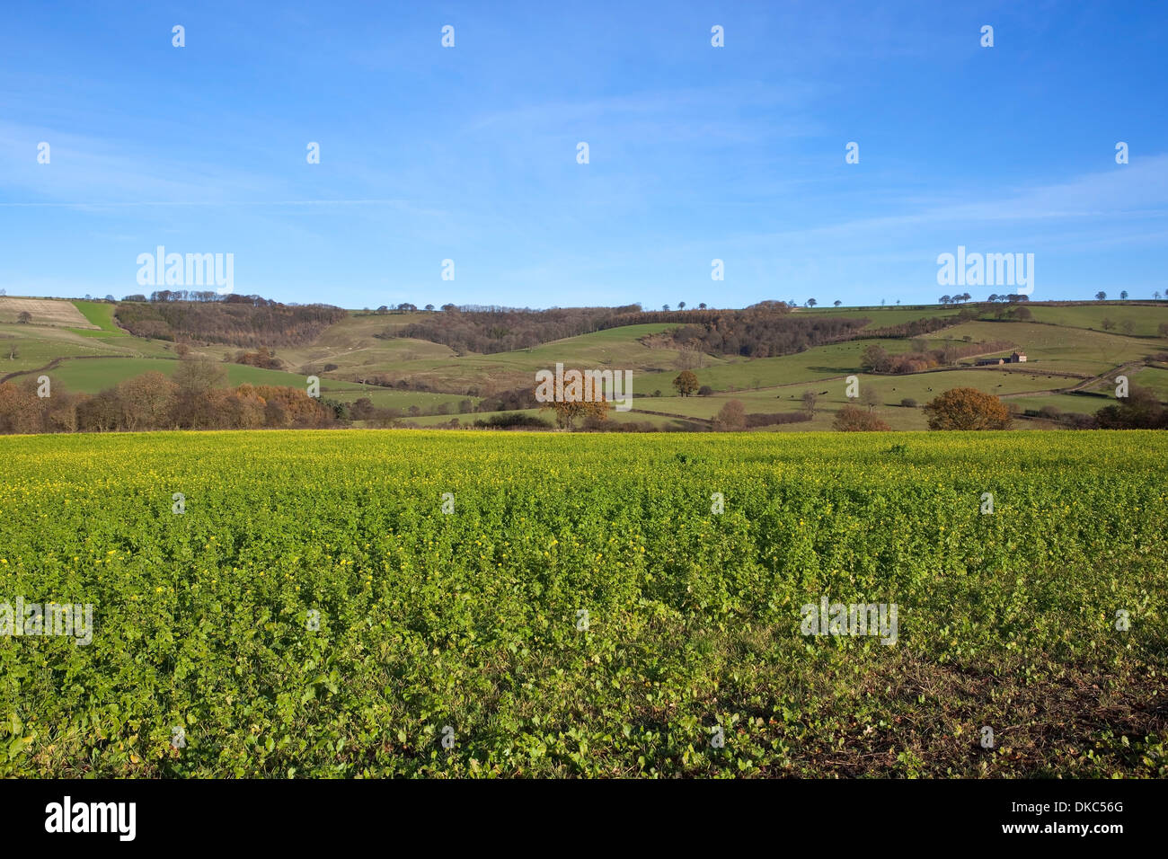 A young mustard crop in the Yorkshire wolds, England with hillside ...