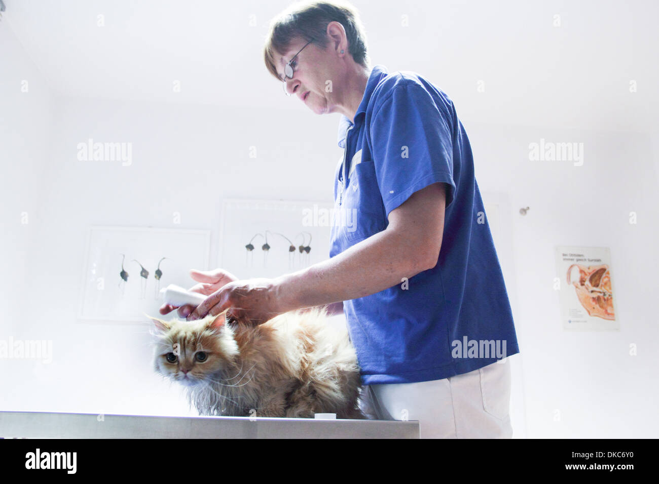 Vet treating cat Stock Photo - Alamy