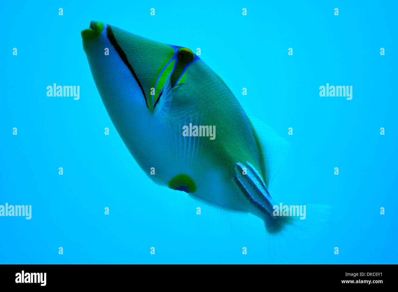 Picasso fish hi-res stock photography and images - Alamy