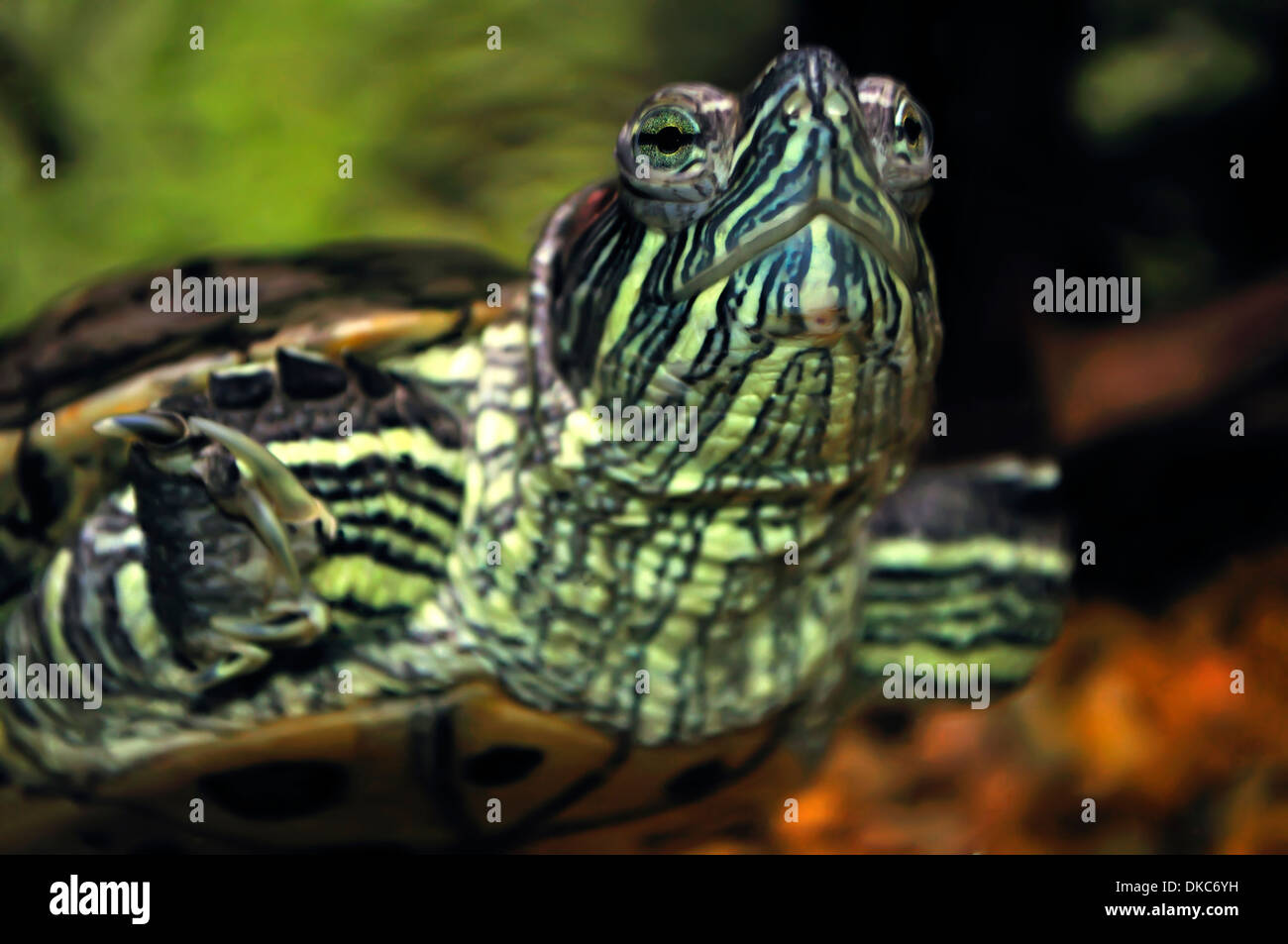 turtle close up Stock Photo - Alamy