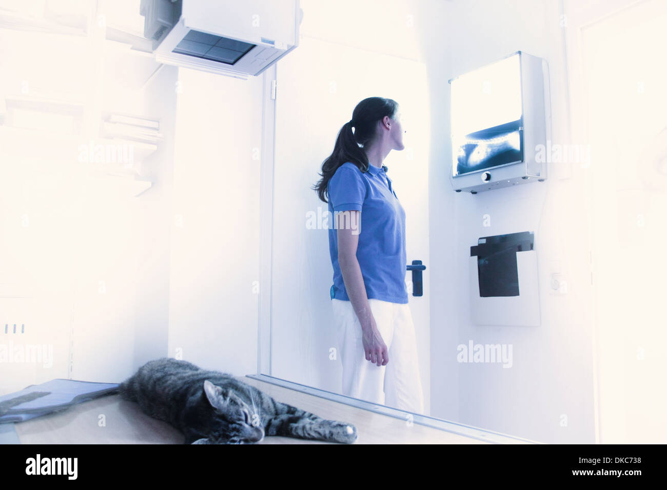 Vet treating domestic cat, looking at x-ray Stock Photo - Alamy