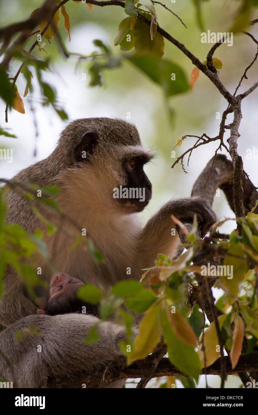 Female vervet monkey with her baby along the banks of the Sabie River ...