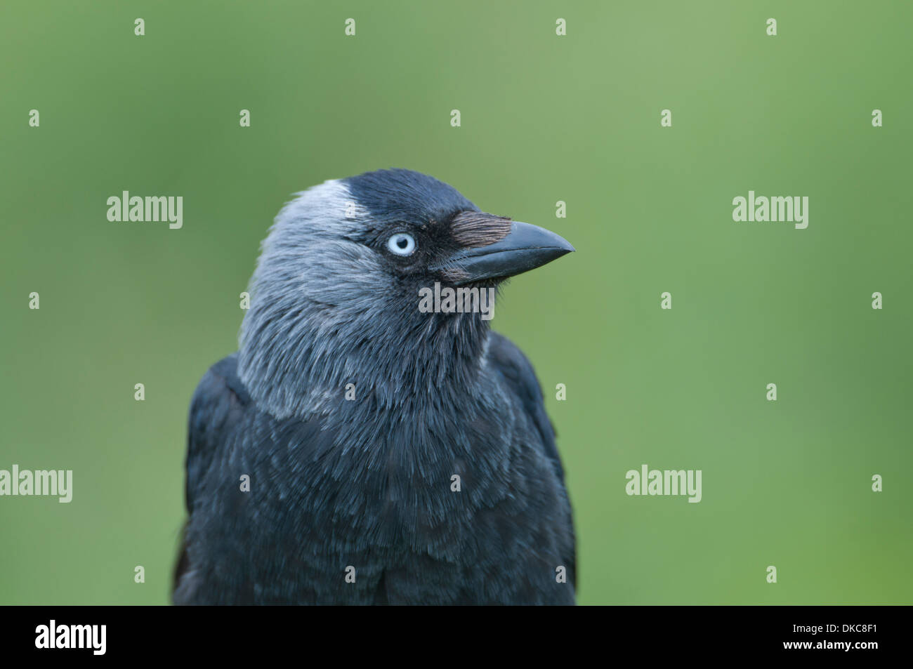 Jackdaw (Corvus monedula). Portrait of adult Stock Photo - Alamy