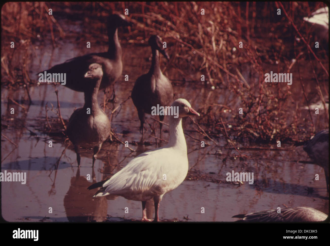 Flocks of blue geese and snow geese stop at the Squaw Creek National ...