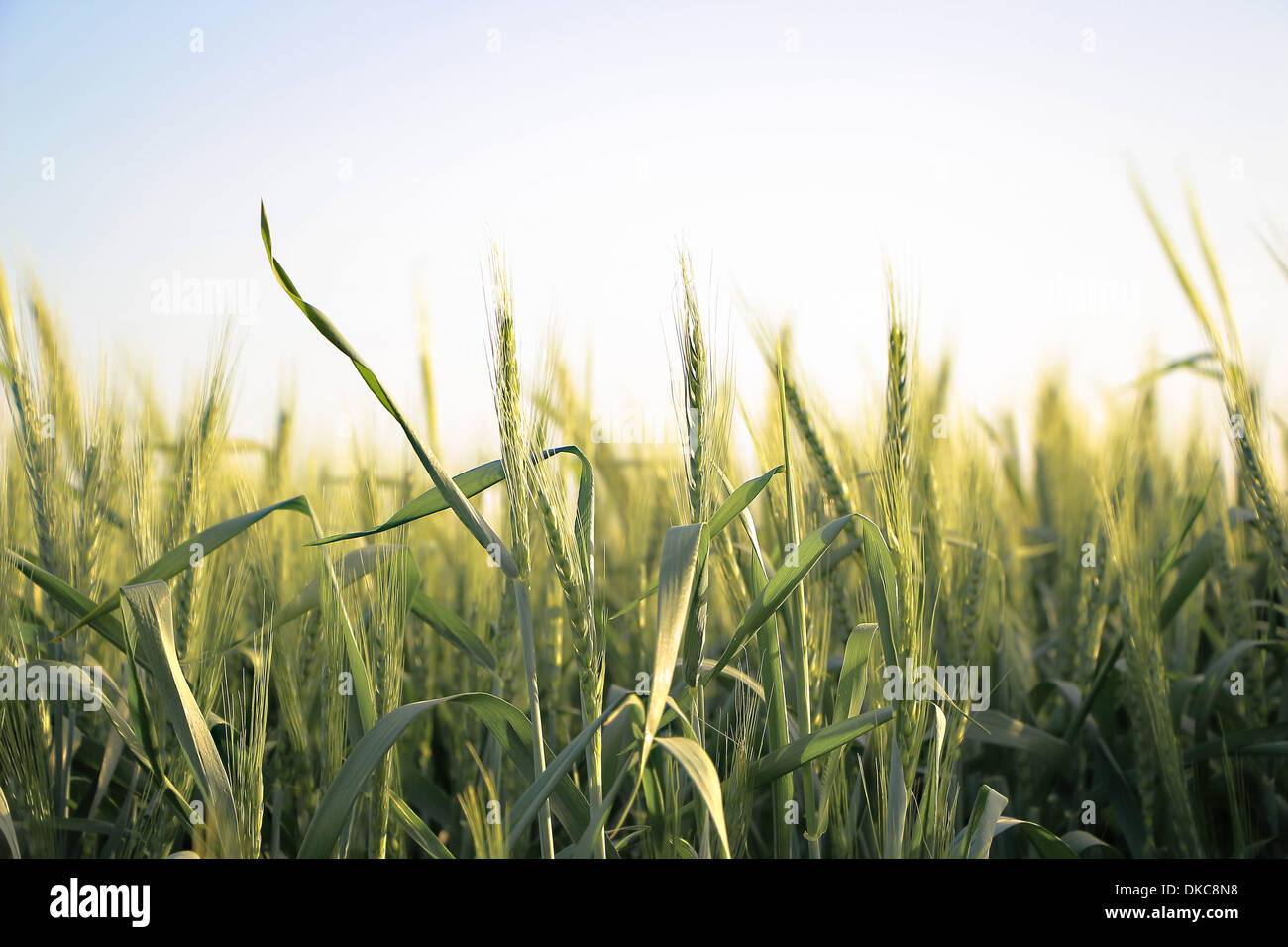 Wheat dry plants hi-res stock photography and images - Alamy