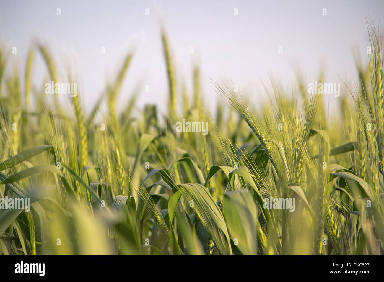 Wheat close-up photo Stock Photo - Alamy