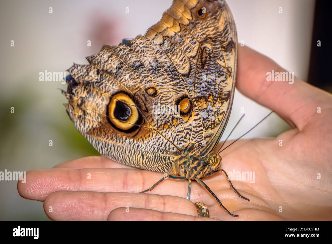 Hand blue butterfly hi-res stock photography and images - Alamy