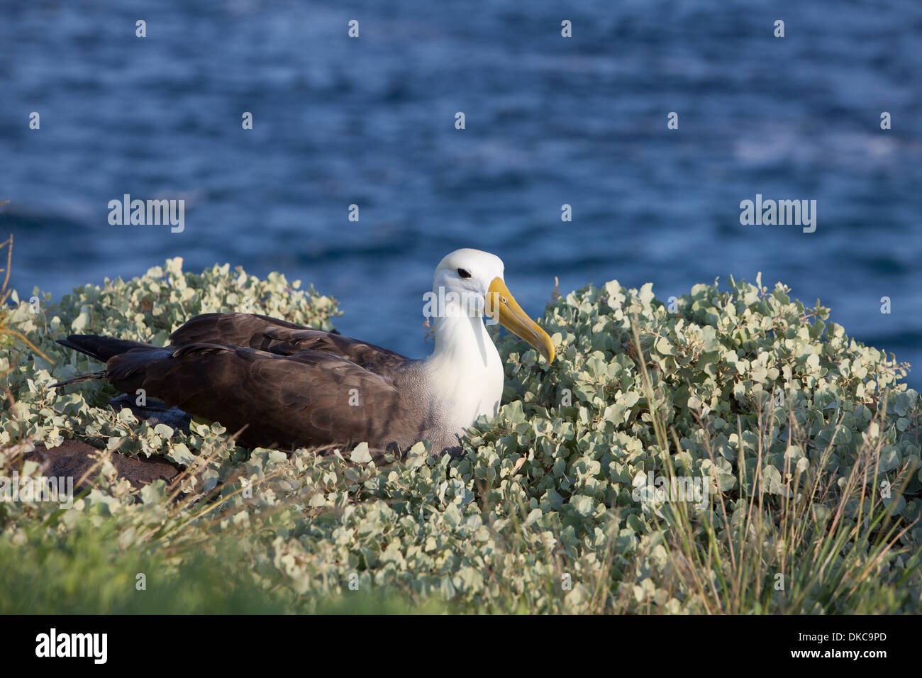 Albatros nest hi-res stock photography and images - Alamy