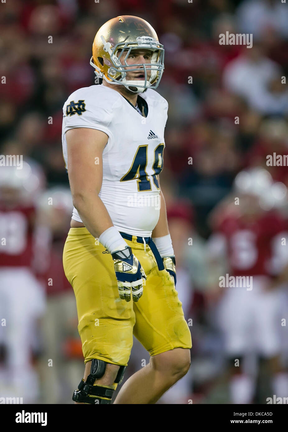 Irish fox hi-res stock photography and images - Alamy