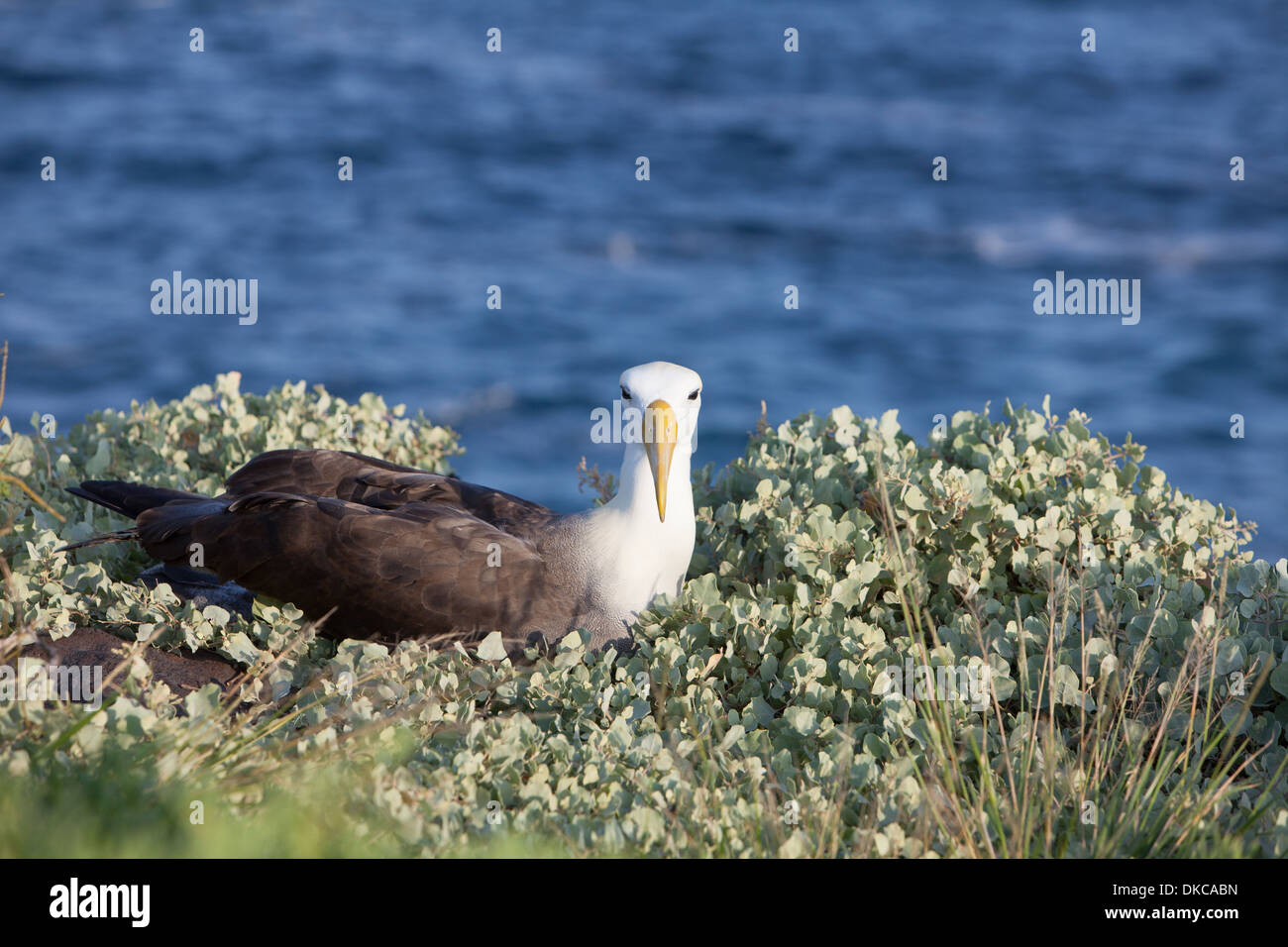 Albatros nest hi-res stock photography and images - Alamy