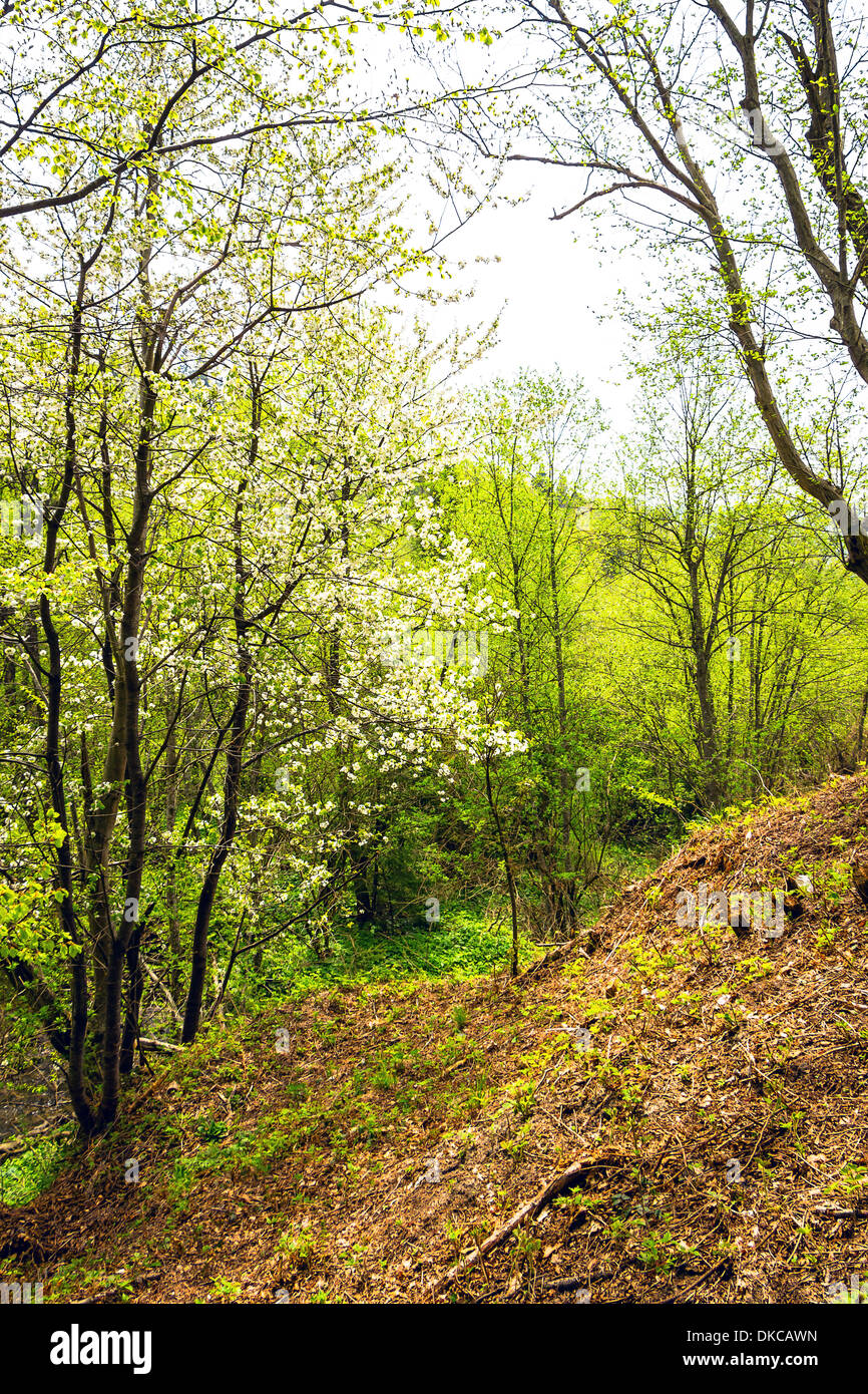 Rock plants hi-res stock photography and images - Alamy