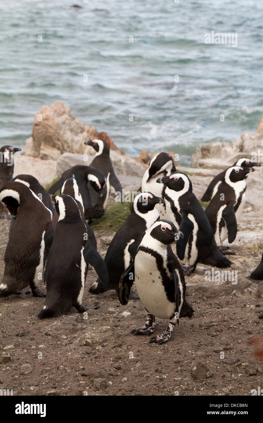 Banded penguins hi-res stock photography and images - Alamy