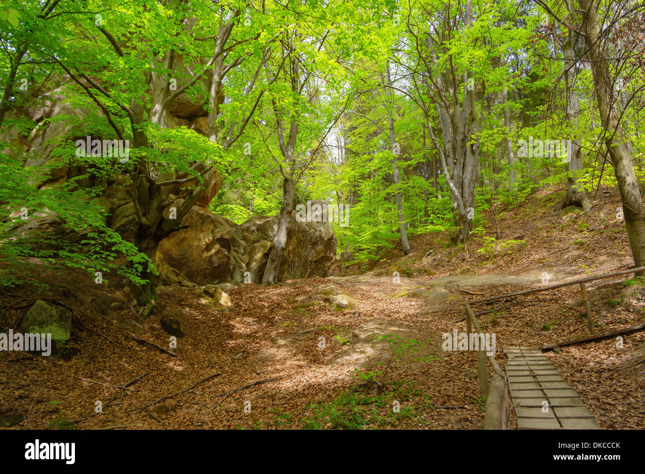 Green bush road spring hi-res stock photography and images - Alamy