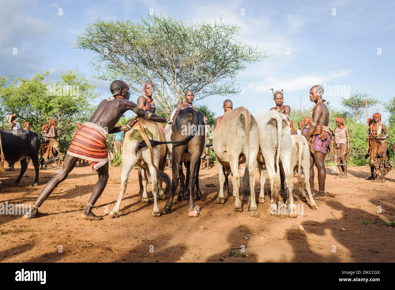 Gathering the cattle for a bull jumping ceremony. A rite of passage ...