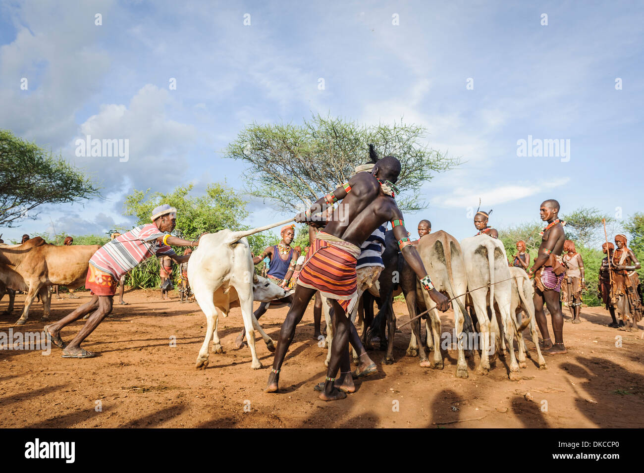 Gathering the cattle for a bull jumping ceremony. A rite of passage ...
