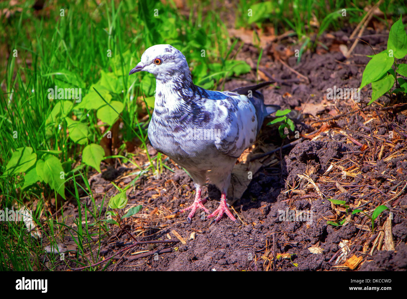Pigeon Roost High Resolution Stock Photography and Images - Alamy