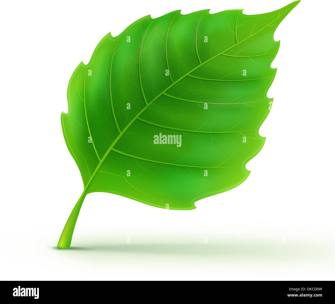 Vector illustration of cool green detailed leaf Stock Vector Image ...