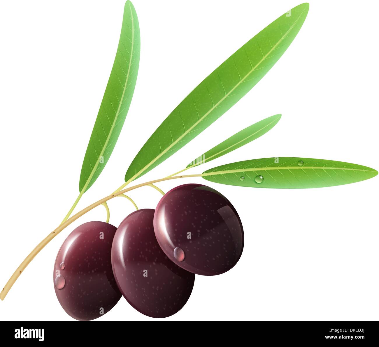 Vector illustration of detailed black olives with leaves on white ...