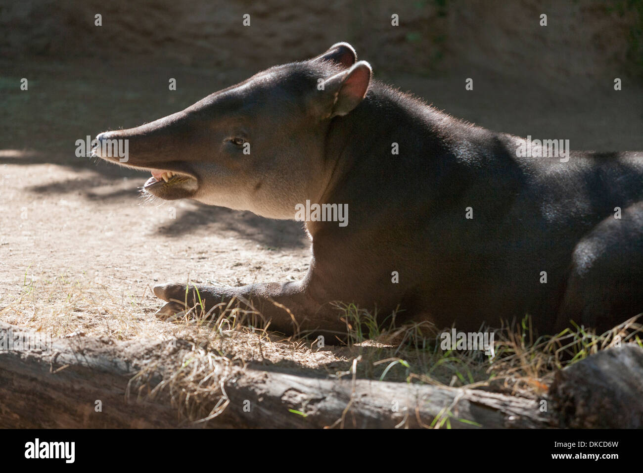Prehensile_lip hi-res stock photography and images - Alamy