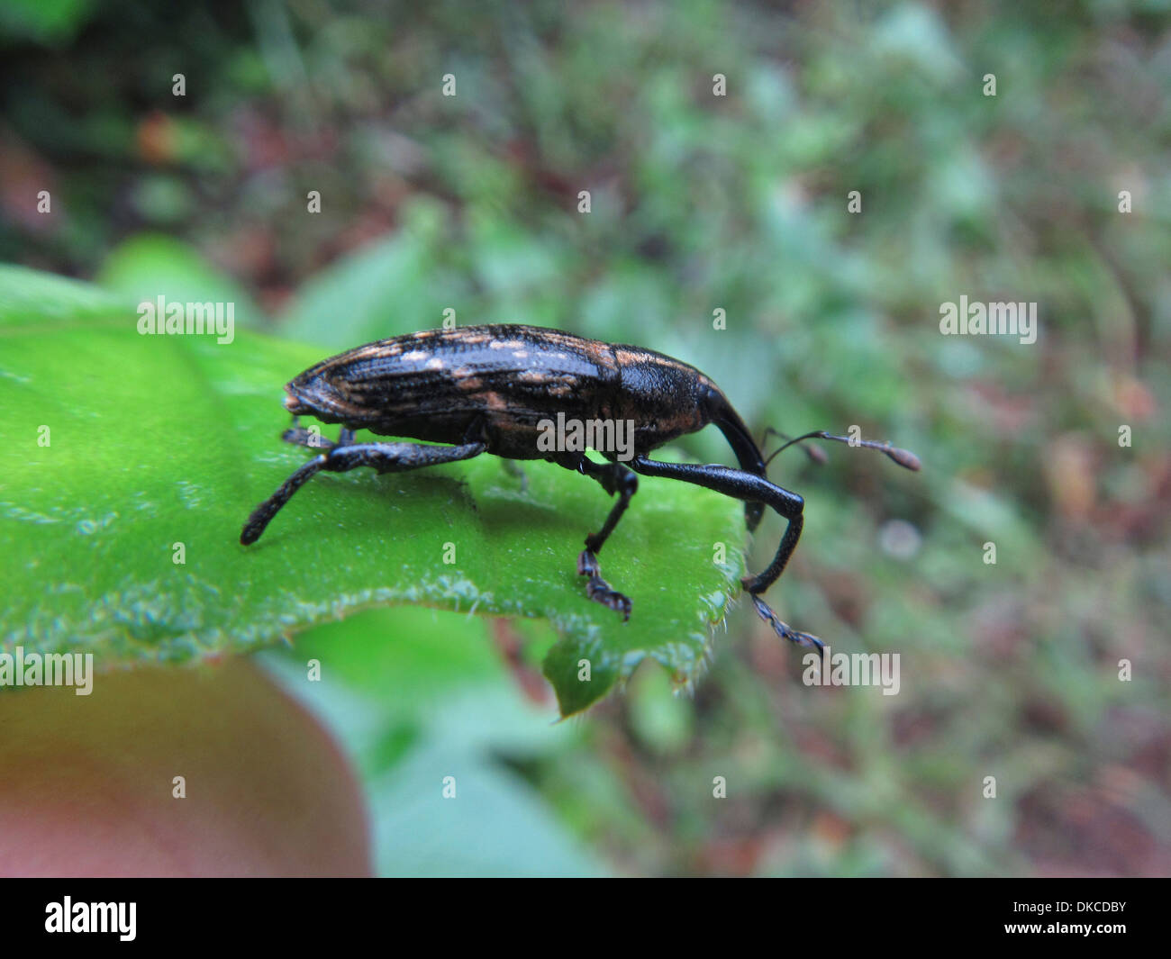 Snout beetle hi-res stock photography and images - Alamy