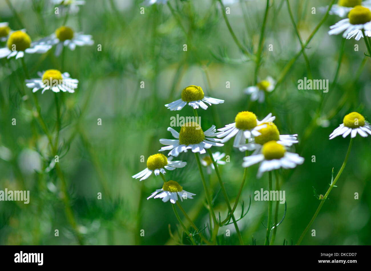 Daisy flowers in Florida Stock Photo - Alamy