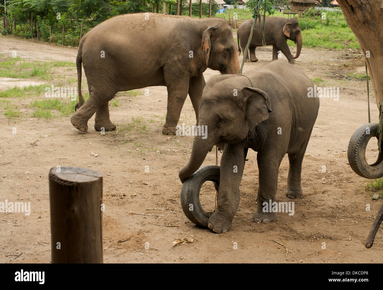 Elephants playtime hi-res stock photography and images - Alamy