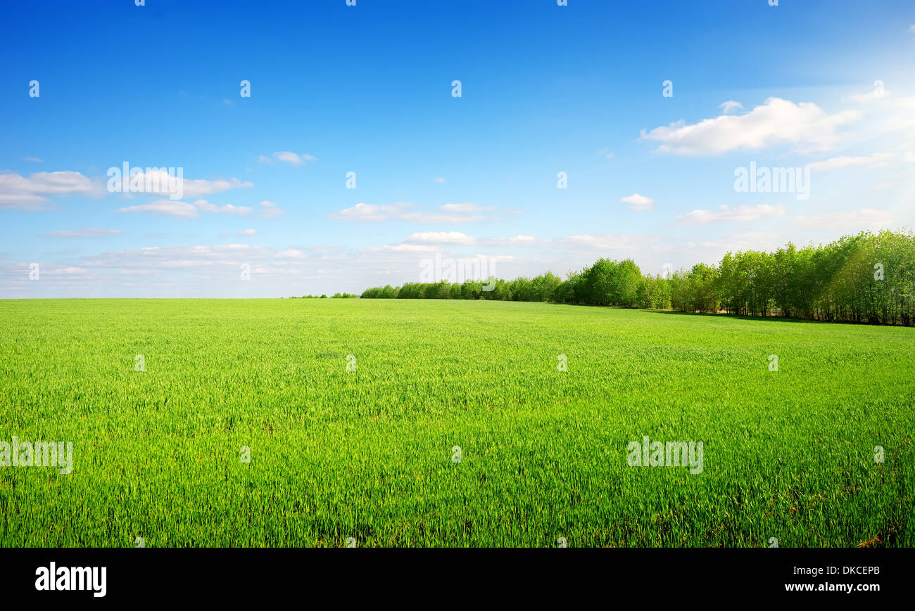 Glade spring hi-res stock photography and images - Alamy