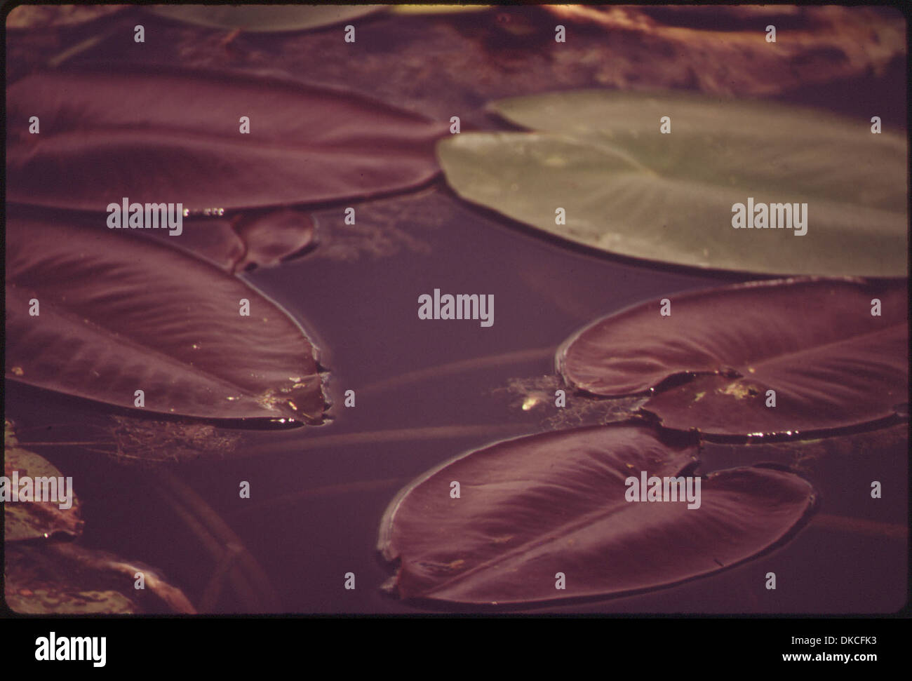 Old lilies hi-res stock photography and images - Alamy