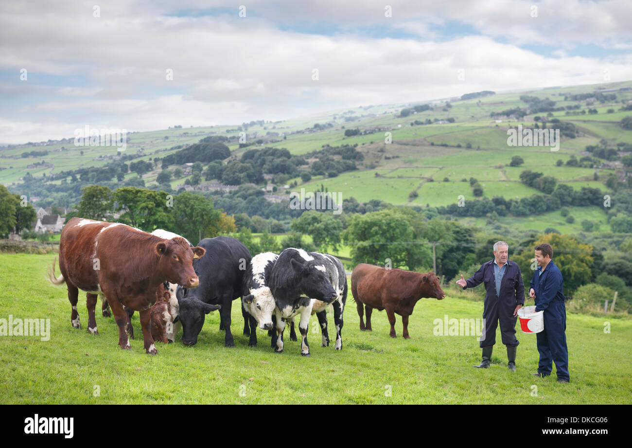 Men Working With Cattle High Resolution Stock Photography and Images ...