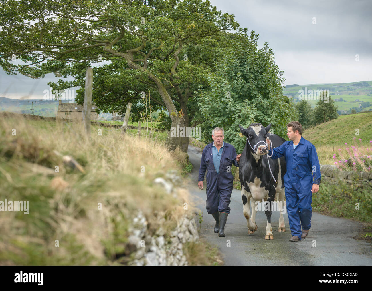 Cow Dairy Cattle Dairy Farm High Resolution Stock Photography and ...