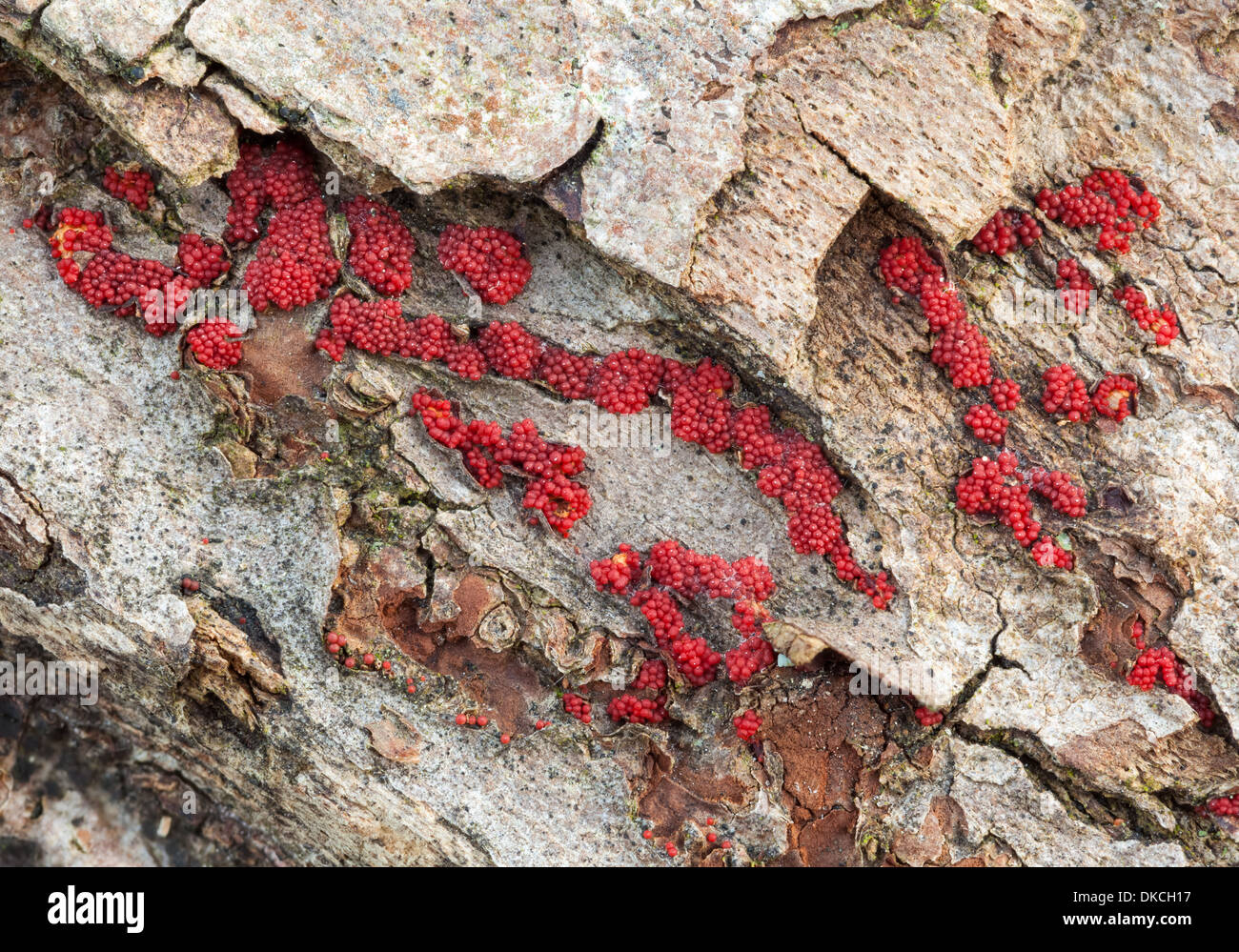 Nectria nectriaceae hi-res stock photography and images - Alamy