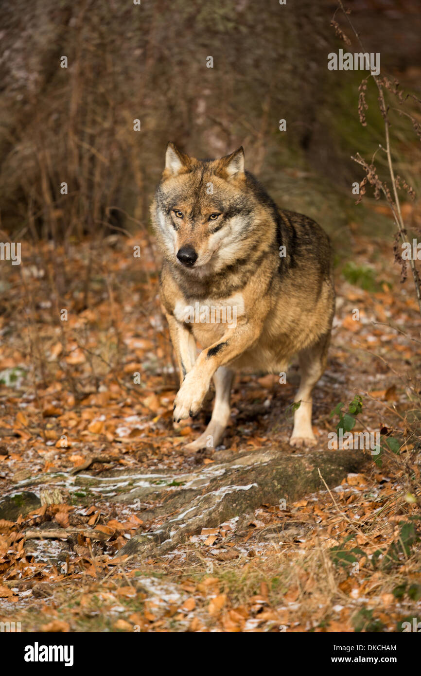 White Wolf Running Through Forest