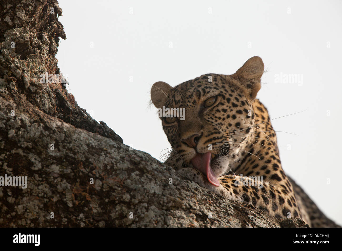 Leopard in Acacia Tree Stock Photo - Alamy