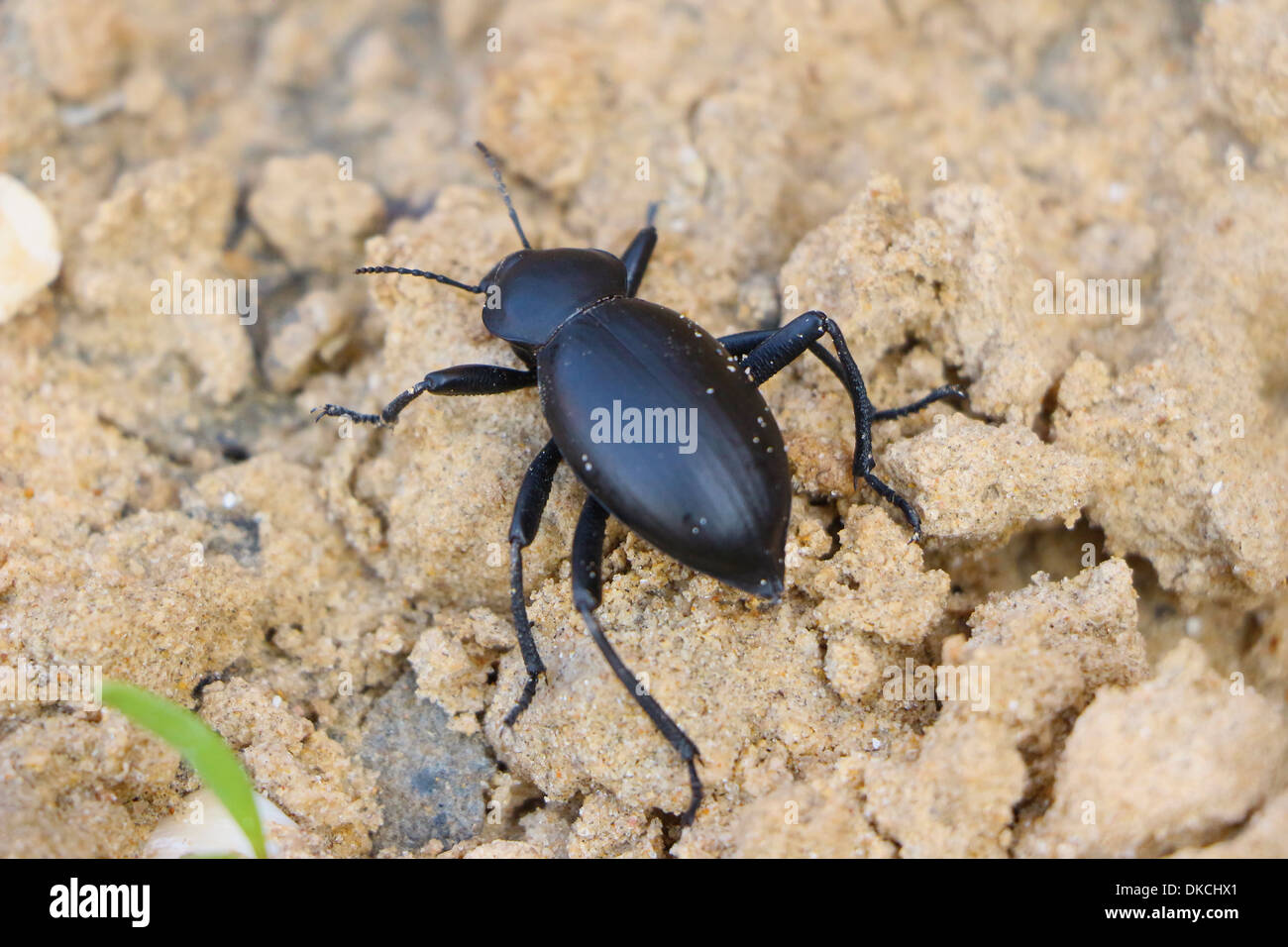 macro photo dung beetle in the natural environment Stock Photo - Alamy