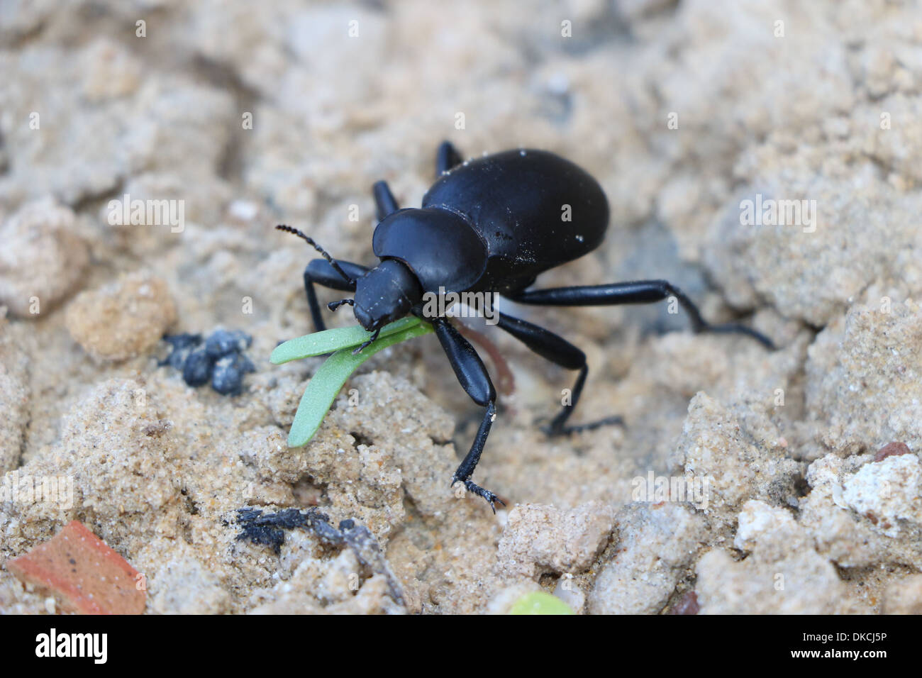 macro photo dung beetle in the natural environment Stock Photo - Alamy