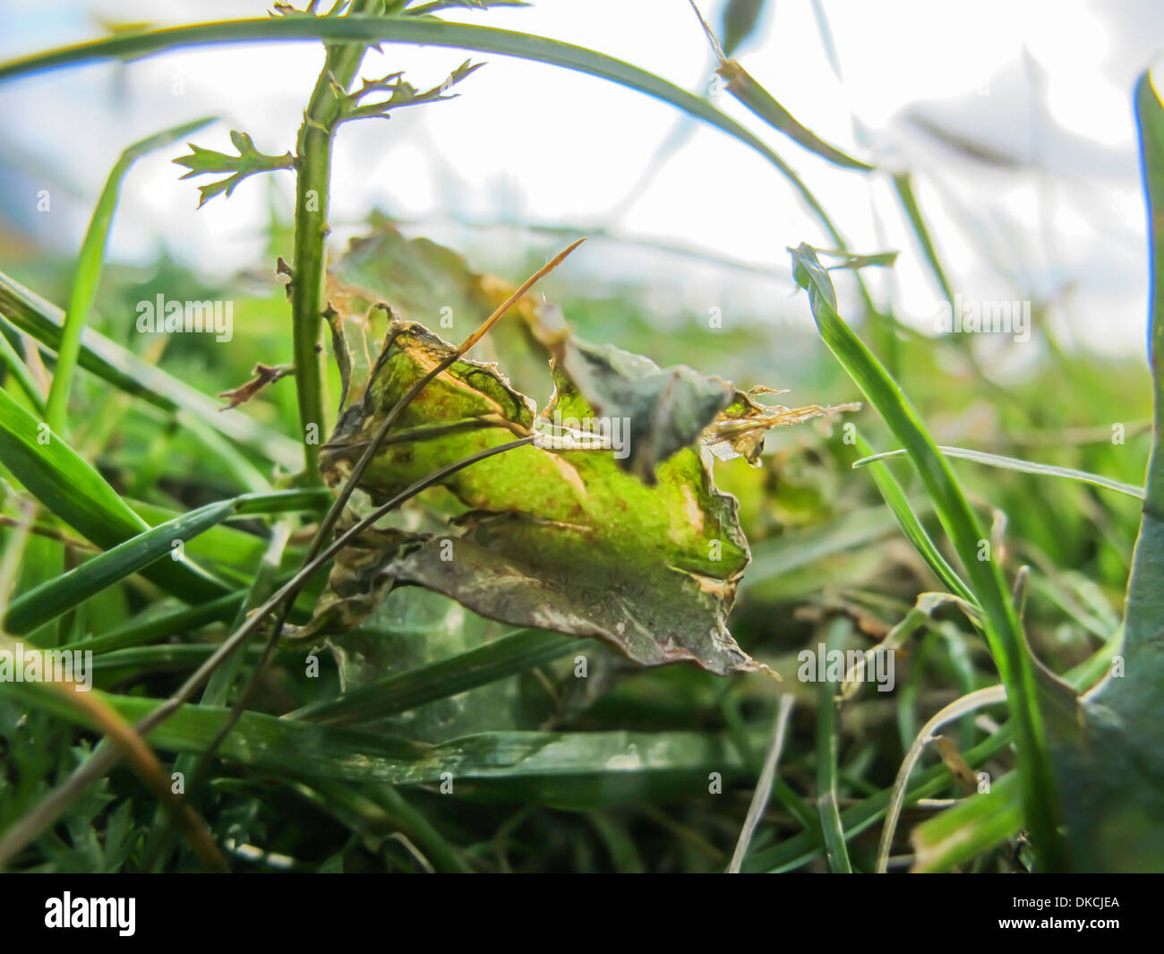 Withered meadow hi-res stock photography and images - Alamy