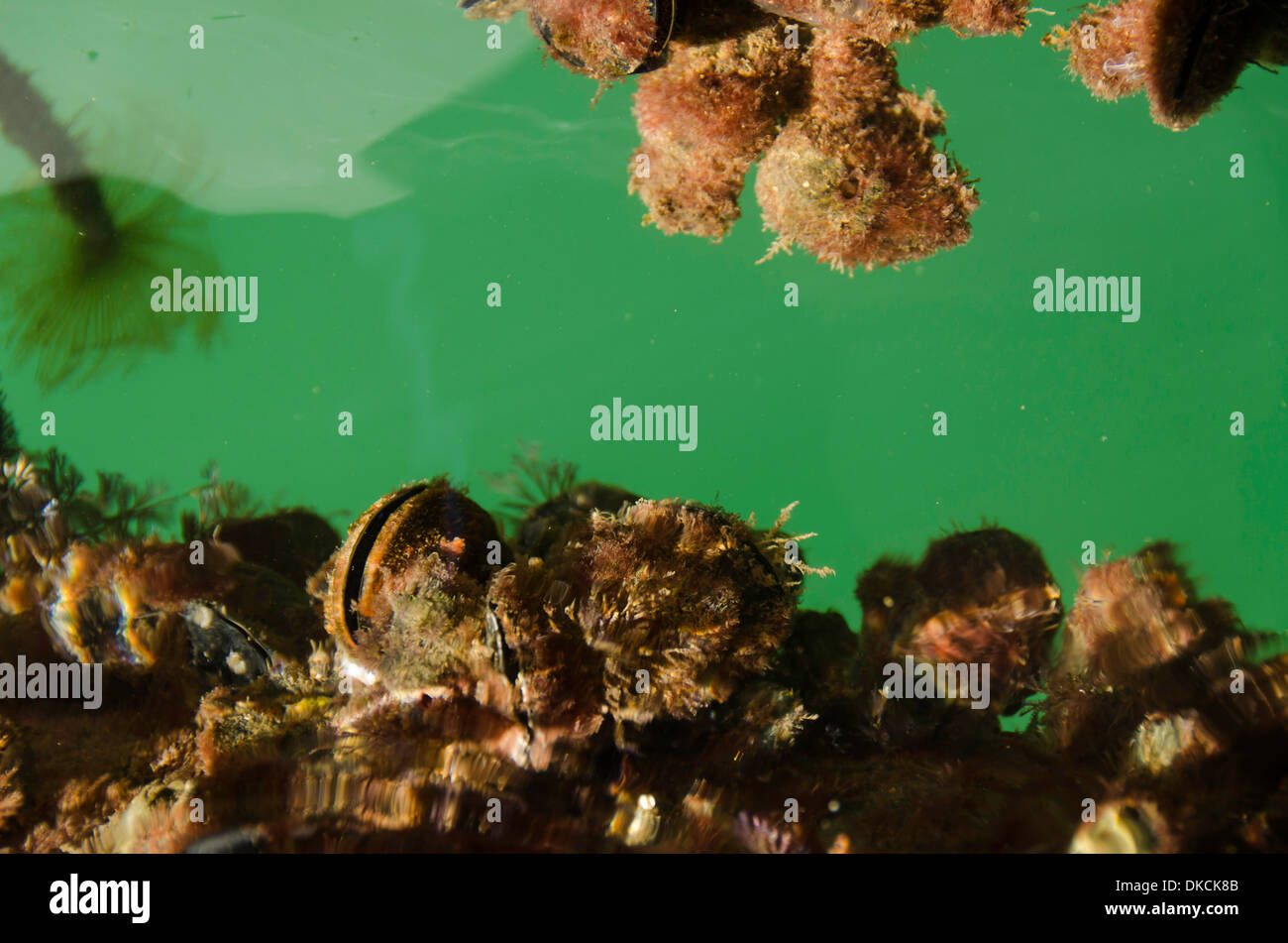 Bivalves hi-res stock photography and images - Alamy