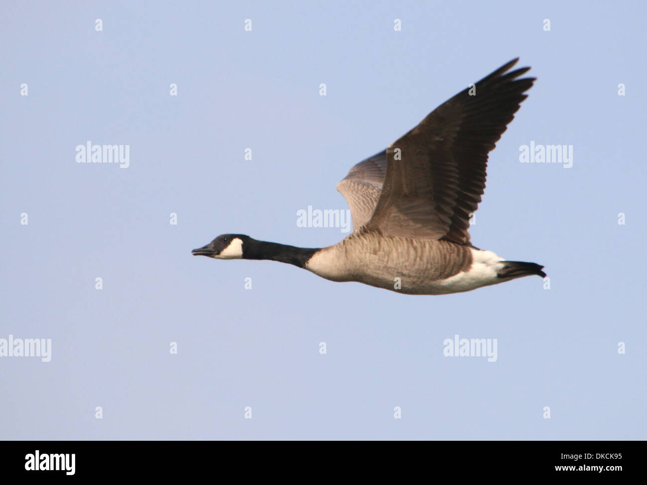 Wingspan canada goose hi-res stock photography and images - Alamy