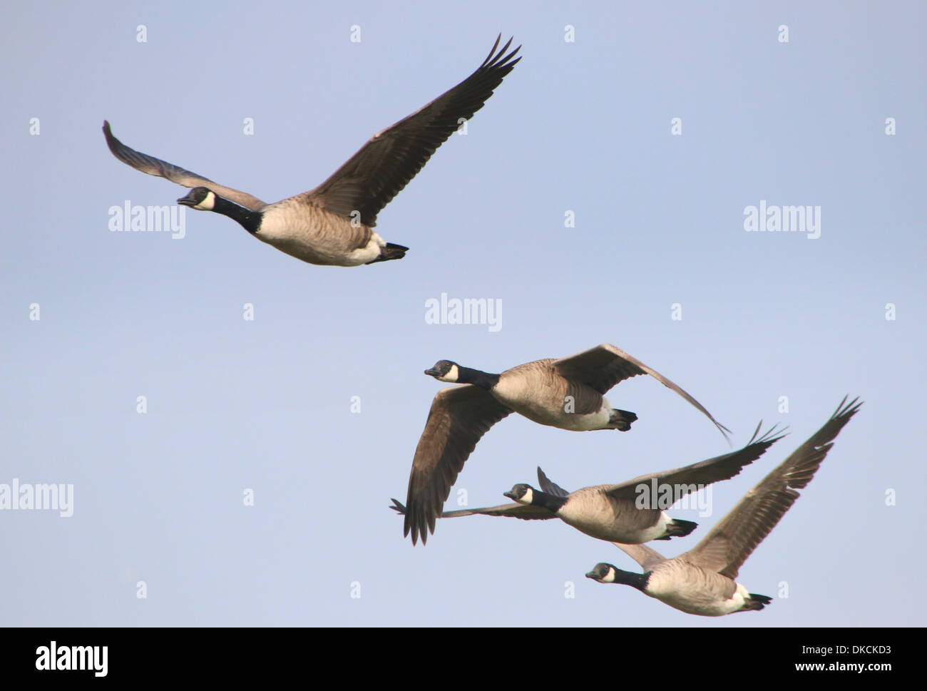 4 canadian geese hi-res stock photography and images - Alamy