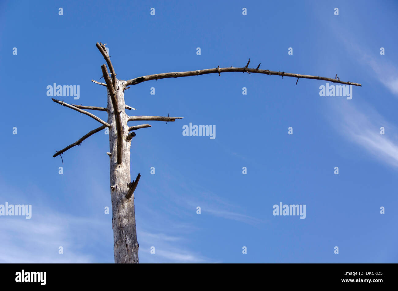 Bleached dead tree trunk against a blue sky with light clouds Stock ...