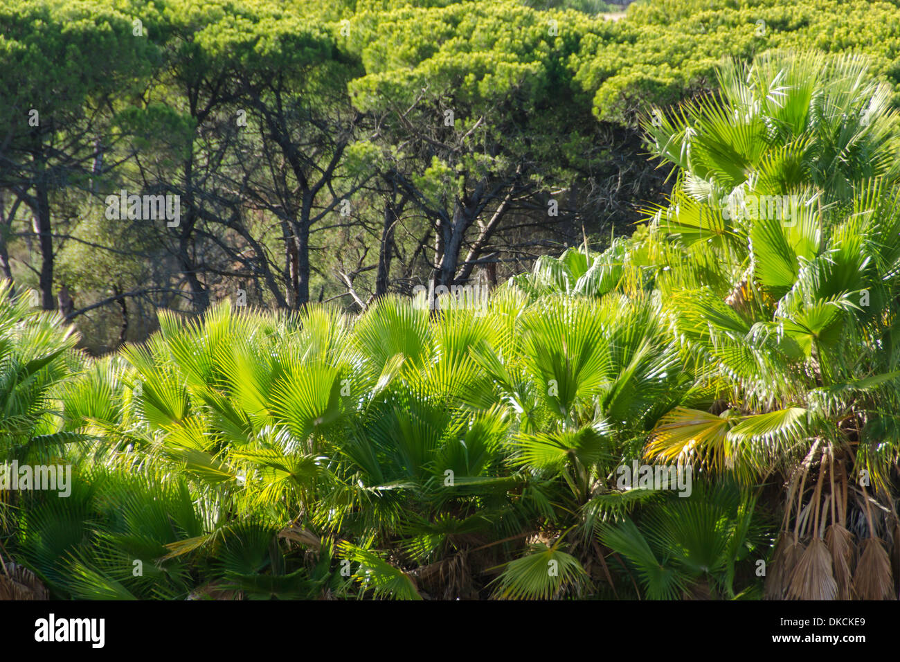 Palm trees and pine trees in a forest Stock Photo - Alamy